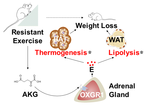 The EMBO Journal | 运动产生的α-KG通过OXGR1刺激肌肉肥厚和脂肪分解_肿瘤细胞_氨基酸代谢_非靶向代谢_脂质_多组学 ...