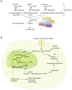 Cancer Cell︱支链氨基酸在癌症中的重要作用_肿瘤细胞_氨基酸代谢_非靶向代谢_脂质_多组学代谢流检测分析_脂肪酸定量_肠道微生物菌群 ...
