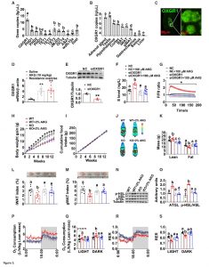 The EMBO Journal | 运动产生的α-KG通过OXGR1刺激肌肉肥厚和脂肪分解_肿瘤细胞_氨基酸代谢_非靶向代谢_脂质_多组学 ...
