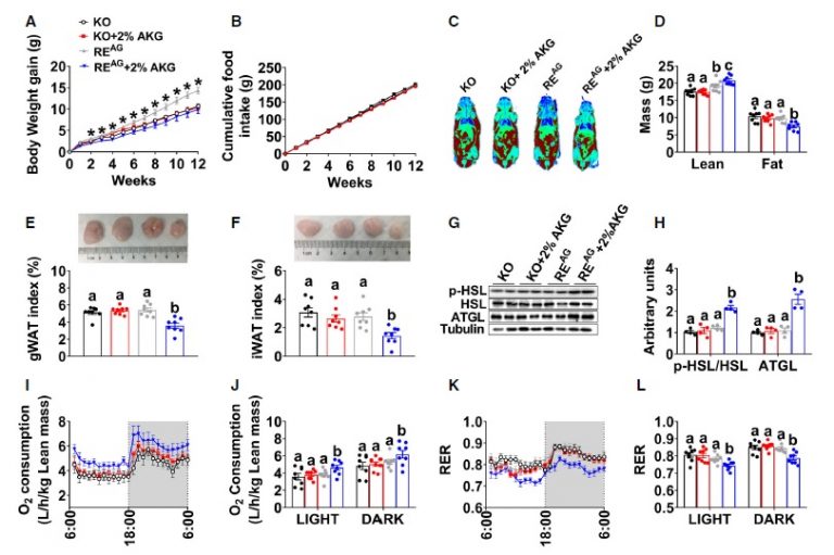 The EMBO Journal | 运动产生的α-KG通过OXGR1刺激肌肉肥厚和脂肪分解_肿瘤细胞_氨基酸代谢_非靶向代谢_脂质_多组学 ...