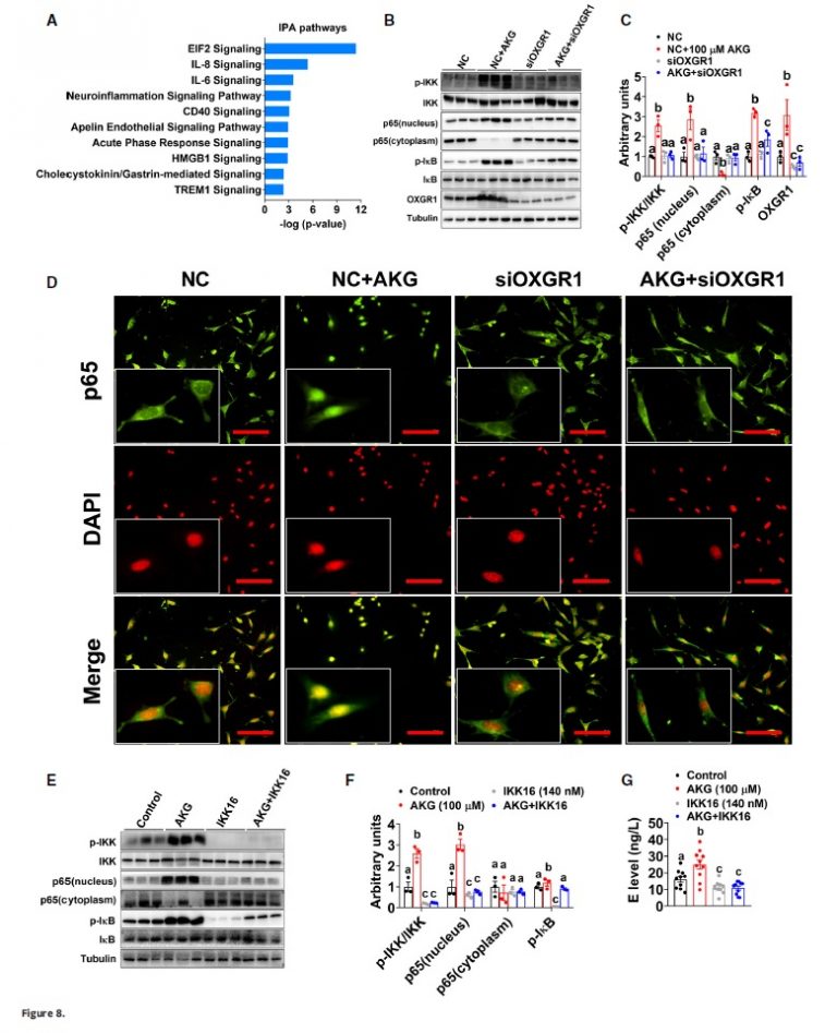 The EMBO Journal | 运动产生的α-KG通过OXGR1刺激肌肉肥厚和脂肪分解_肿瘤细胞_氨基酸代谢_非靶向代谢_脂质_多组学 ...
