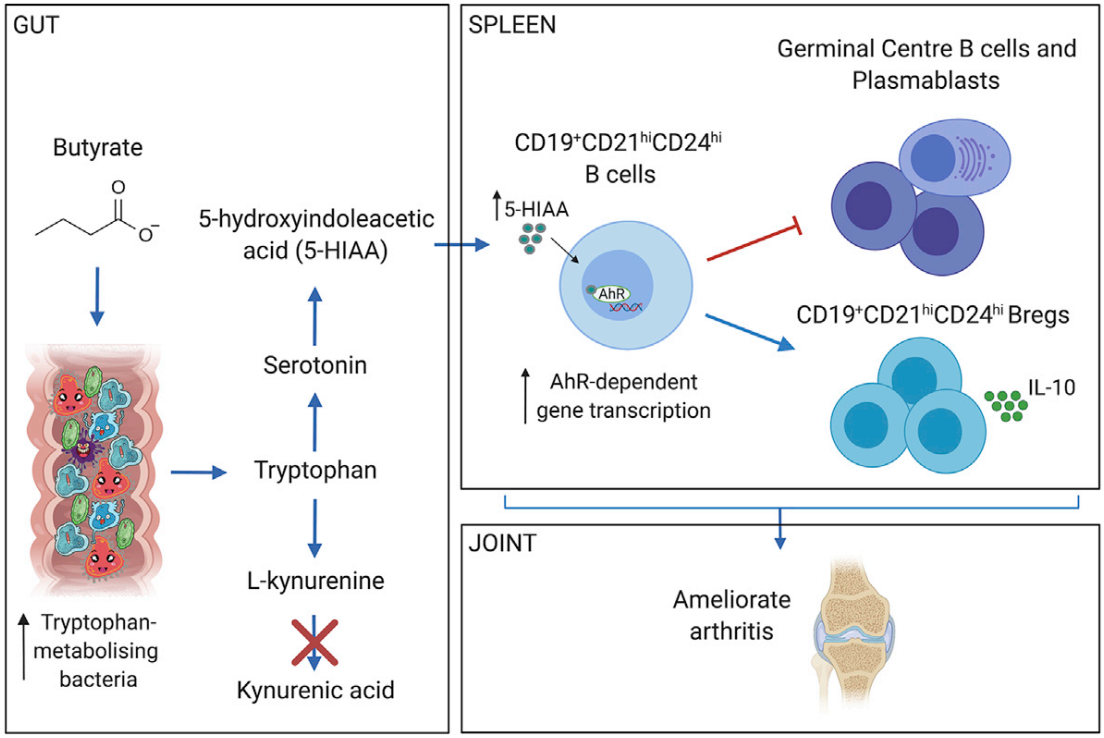Cell Metabolism | 丁酸盐激活5-HIAA-Bregs-AhR轴抑制关节炎_肿瘤细胞_氨基酸代谢_非靶向代谢_脂质_多组学代谢 ...