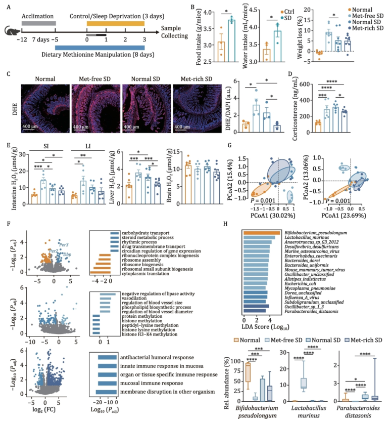 Protein & Cell | 菌群代谢物甲硫氨酸影响宿主时钟基因表达和活性氧水平_肿瘤细胞_氨基酸代谢_非靶向代谢_脂质_多组学代谢流检测 ...