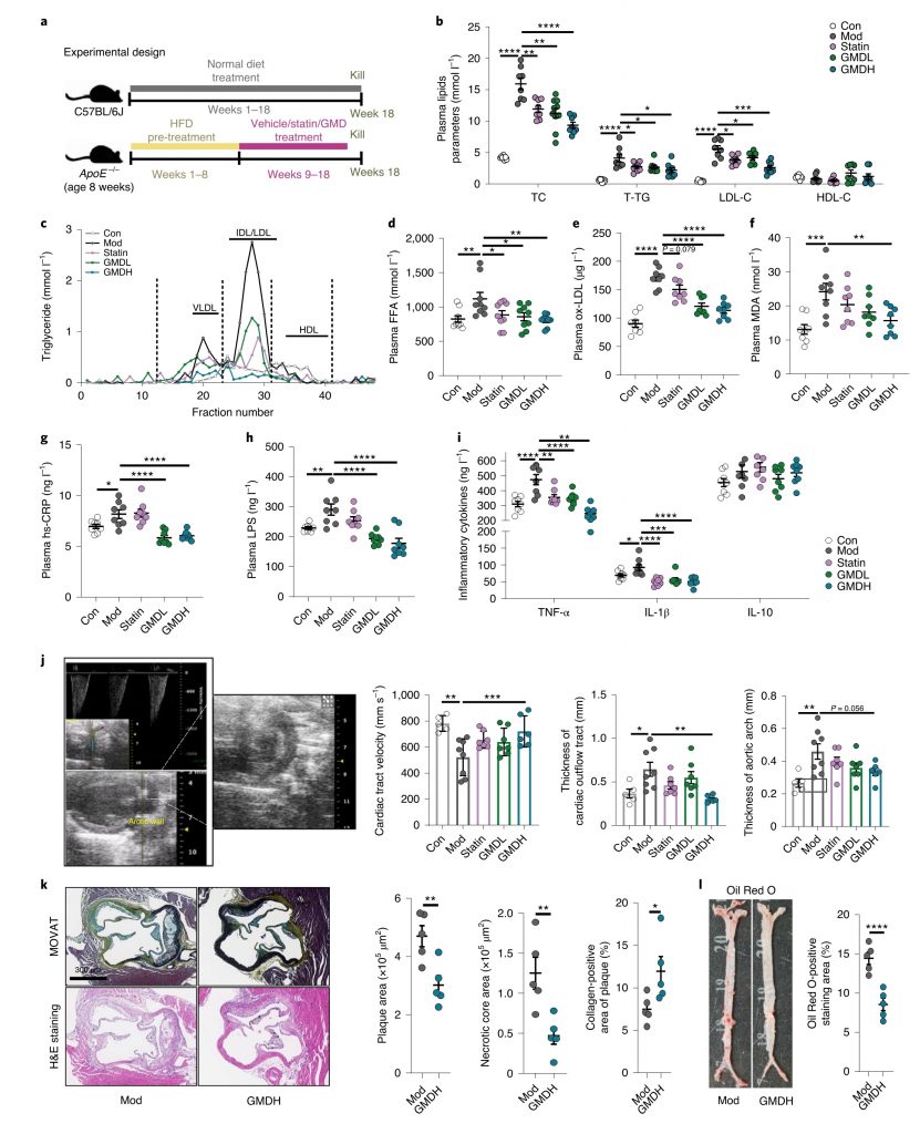 Nature Metabolism | 肠道粪副拟杆菌增强BCAAs分解代谢预防心血管损伤 - 技术前沿 - 资讯 - 生物在线