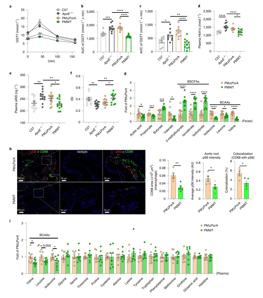 Nature Metabolism | 肠道粪副拟杆菌增强BCAAs分解代谢预防心血管损伤_肿瘤细胞_氨基酸代谢_非靶向代谢_脂质_多组学代谢 ...