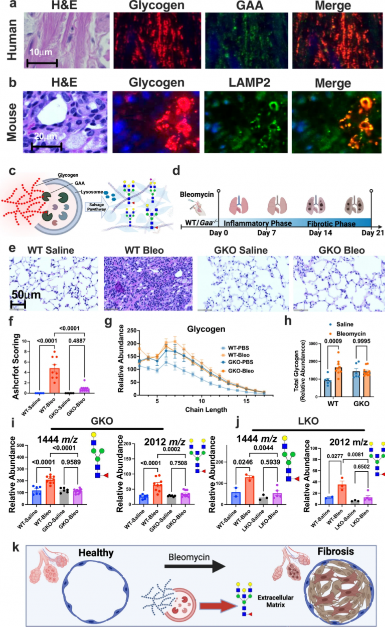 绘谱导读 | 「202305」益生菌代谢物抗癌“实锤”了，吲哚-3-乳酸可以通过两种代谢调控方式干预结直肠癌_肿瘤细胞_氨基酸代谢_非靶向代谢 ...