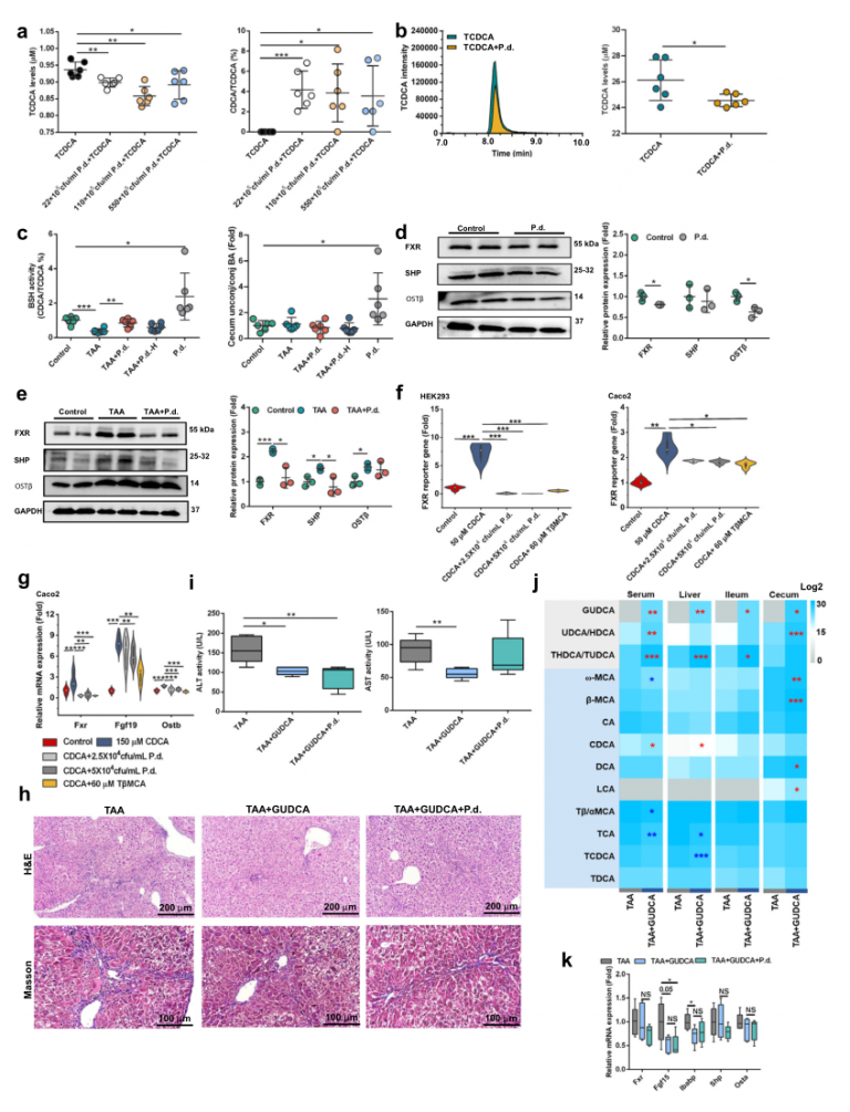 Nature Communications | 狄氏副拟杆菌通过调节胆汁酸代谢改善雄性小鼠肝纤维化_肿瘤细胞_氨基酸代谢_非靶向代谢_脂质_多 ...