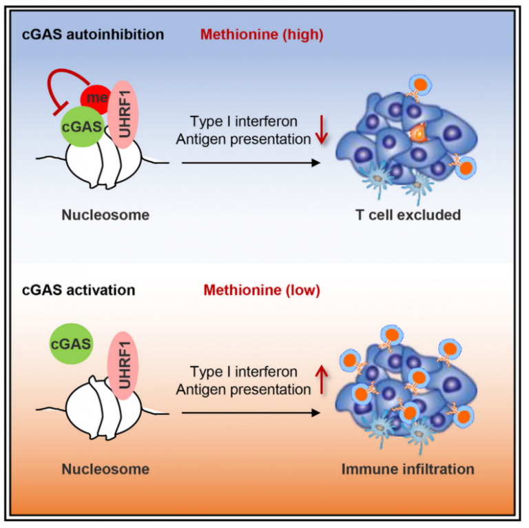 绘谱导读 | 「202306」化学蛋白质组学揭示小分子代谢物功能，TCA相关代谢酶调控肿瘤发生_肿瘤细胞_氨基酸代谢_非靶向代谢_脂质_多组学 ...