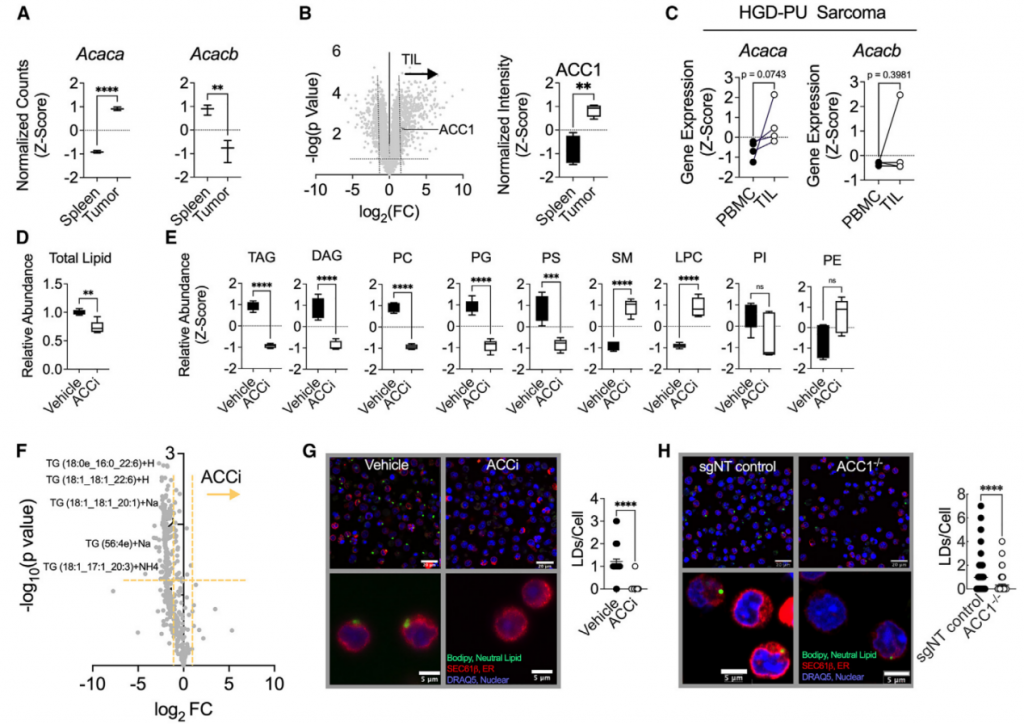 Cell Metabolism | 乙酰辅酶A羧化酶致肿瘤微环境中的CD8+T细胞对脂质“消化不良”_肿瘤细胞_氨基酸代谢_非靶向代谢_脂质 ...