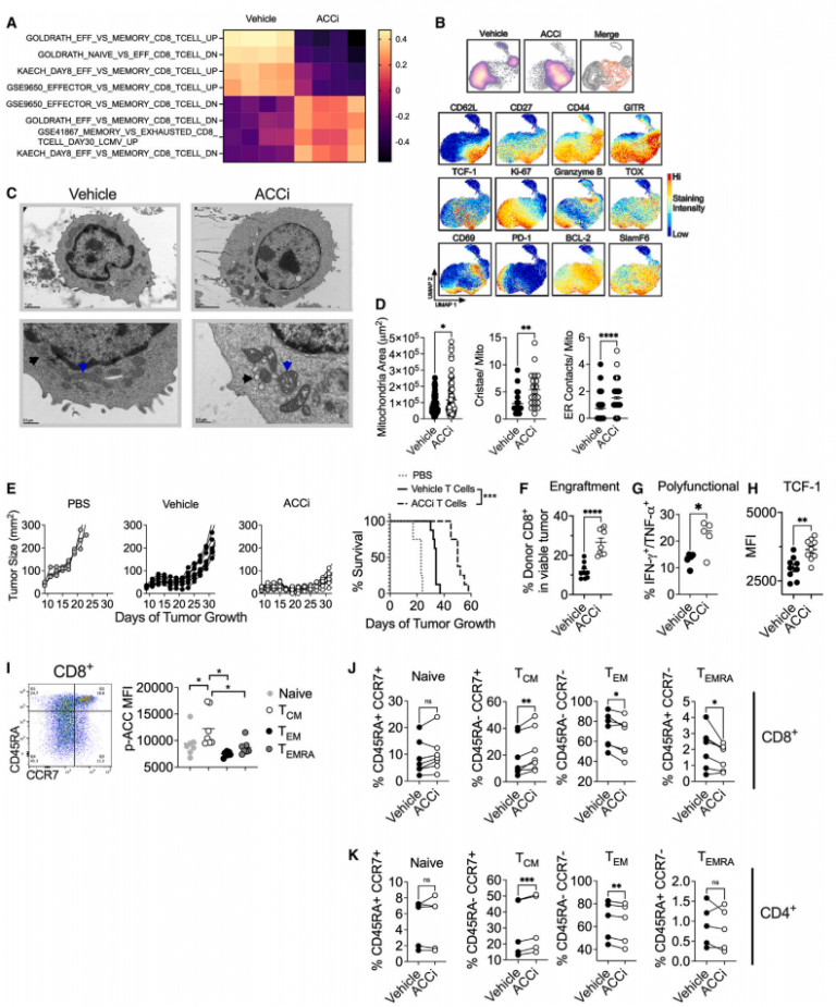 Cell Metabolism | 乙酰辅酶A羧化酶致肿瘤微环境中的CD8+T细胞对脂质“消化不良”_肿瘤细胞_氨基酸代谢_非靶向代谢_脂质_多组学代谢流检测分析_脂肪酸定量_肠道微生物菌群 ...