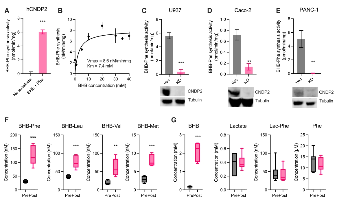 Cell | 当酮体遇上氨基酸：揭秘生酮饮食里的体重调控密码_肿瘤细胞_氨基酸代谢_非靶向代谢_脂质_多组学代谢流检测分析_脂肪酸定量_肠道微 ...